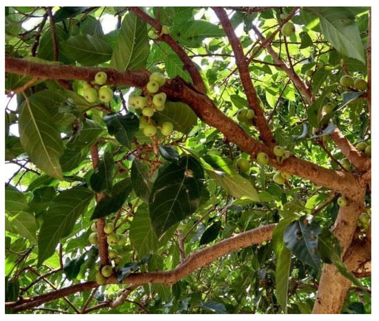 Diabetes Mellitus Management: An Extensive Review of 37 Medicinal Plants