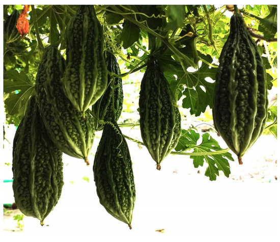 Diabetology | Free Full-Text | Diabetes Mellitus Management: An ...