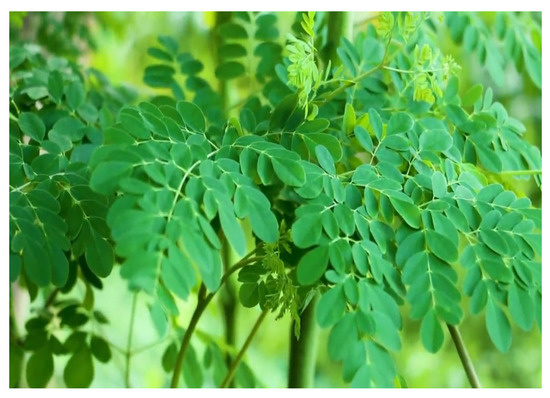 Diabetes Mellitus Management: An Extensive Review of 37 Medicinal Plants