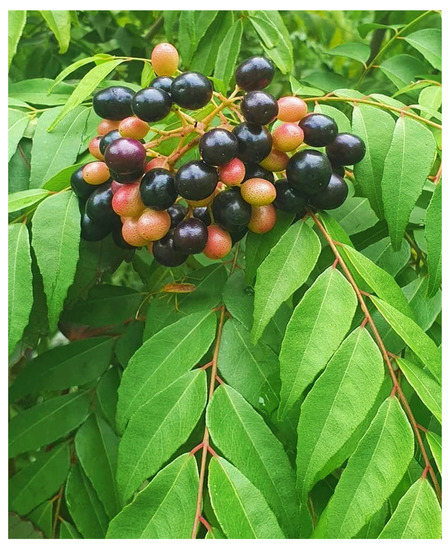 Diabetology | Free Full-Text | Diabetes Mellitus Management: An ...