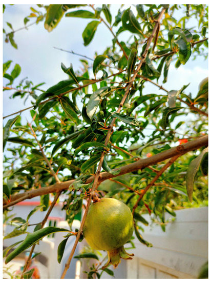 Diabetes Mellitus Management: An Extensive Review of 37 Medicinal Plants