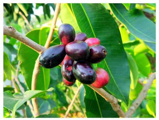 Diabetes Mellitus Management: An Extensive Review of 37 Medicinal Plants