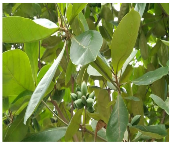 Diabetes Mellitus Management: An Extensive Review of 37 Medicinal Plants