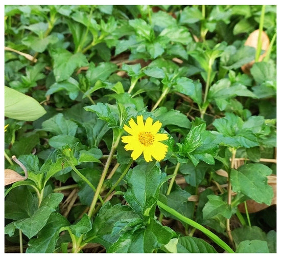 Diabetes Mellitus Management: An Extensive Review of 37 Medicinal Plants