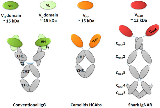 Diagnostics | Free Full-Text | Single Domain Antibodies as New Biomarker Detectors
