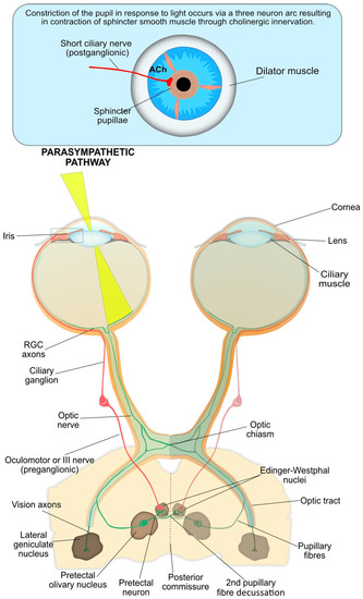Eyeing up the Future of the Pupillary Light Reflex in Neurodiagnostics