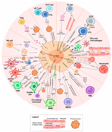 Diagnostics | Free Full-Text | The Interplay between Circulating Tumor ...