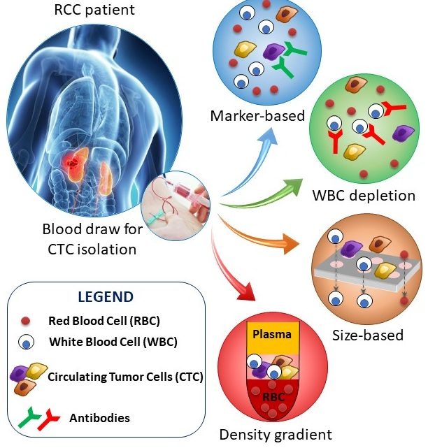 Diagnostics | Free Full-Text | Circulating Tumor Cells for the ...