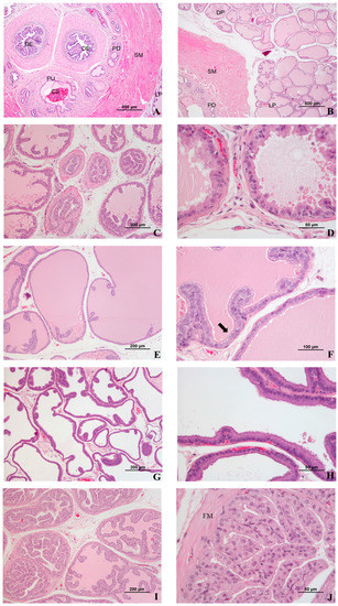 Anatomy and Imaging of Rat Prostate: Practical Monitoring in ...