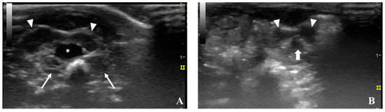 Anatomy and Imaging of Rat Prostate: Practical Monitoring in ...