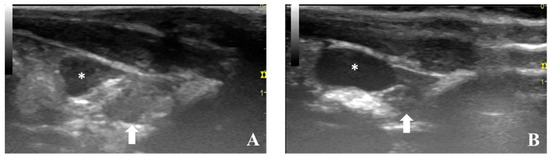 Anatomy and Imaging of Rat Prostate: Practical Monitoring in ...