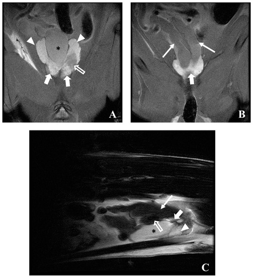 Anatomy and Imaging of Rat Prostate: Practical Monitoring in ...