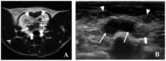 Anatomy and Imaging of Rat Prostate: Practical Monitoring in ...