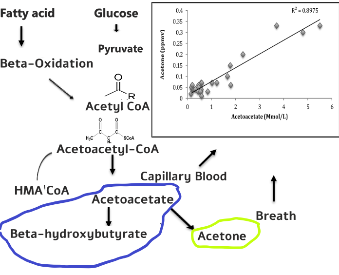 Diagnostics | Free Full-Text | Blood Ketone Bodies and Breath Acetone ...