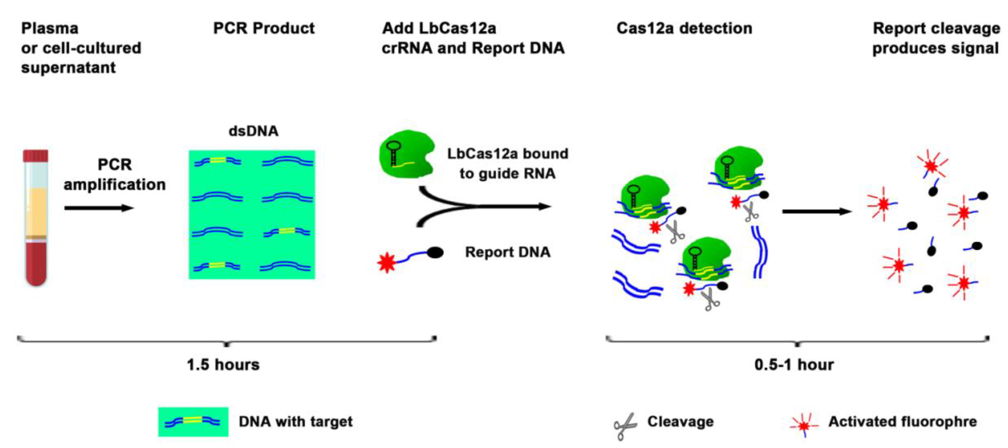 A CRISPR Test for Rapidly and Sensitively Detecting Circulating EGFR ...