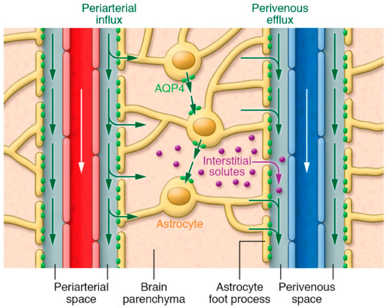 Magnetic Resonance Imaging and Modeling of the Glymphatic System