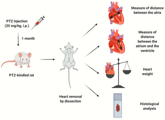 Investigating Cardiac Morphological Alterations in a Pentylenetetrazol ...