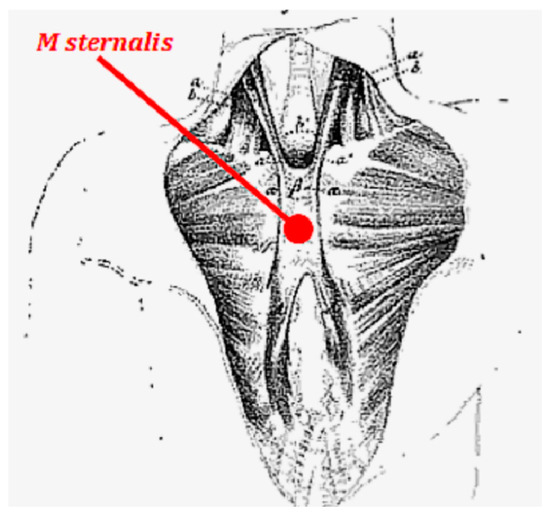 Diagnostics | Free Full-Text | Exploring Anatomic Variants to Enhance ...