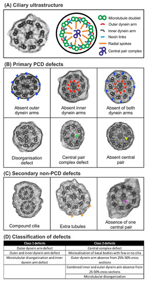 Ciliary Feature Counter: A program for the Quantitative Assessment of ...