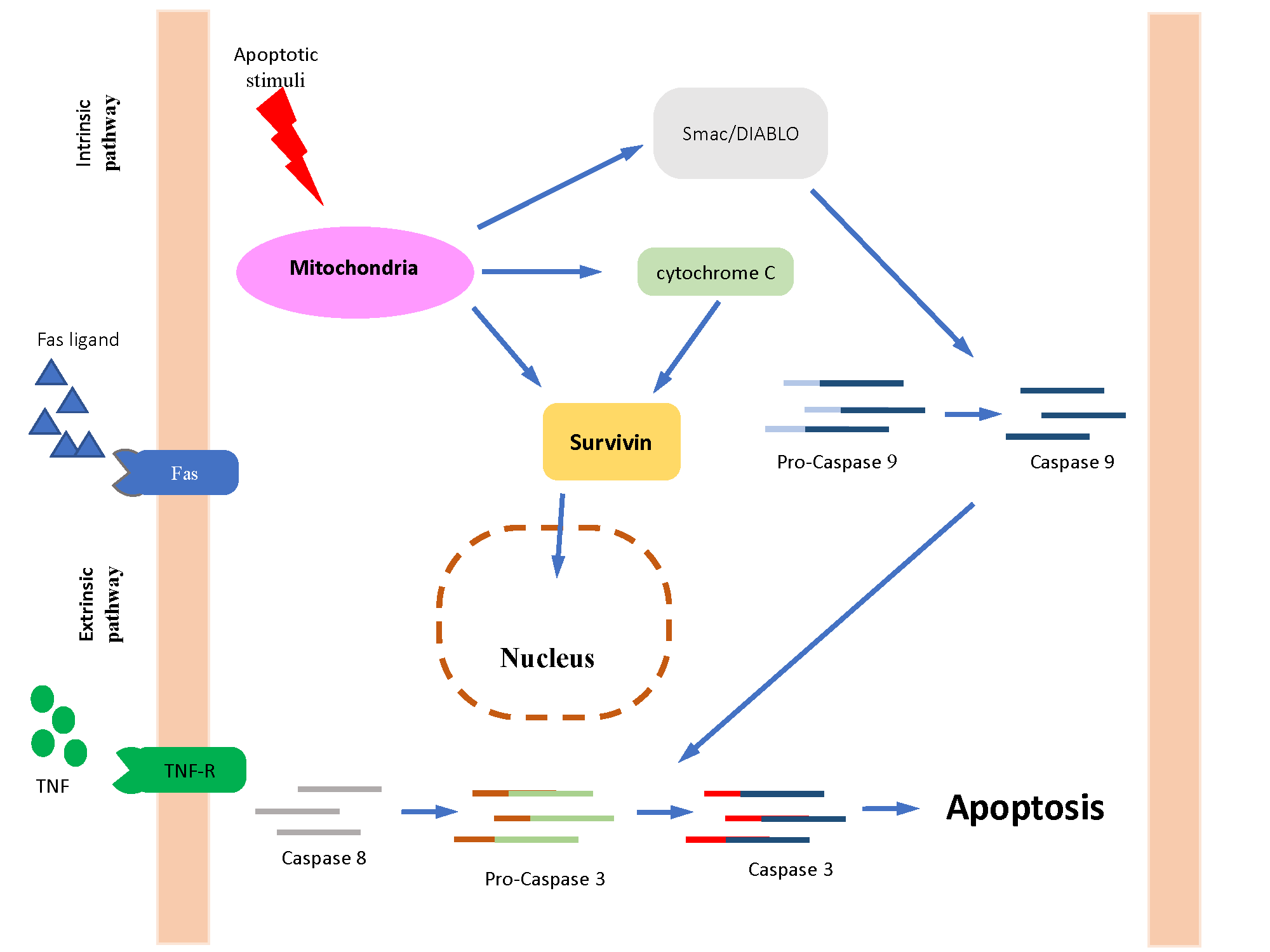 Diagnostics | Free Full-Text | BIRC5/Survivin Expression as a Non ...