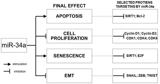 Multifunctional Roles of miR-34a in Cancer: A Review with the Emphasis ...