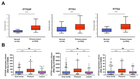 The Oncogenic Roles of PTTG1 and PTTG2 Genes and Pseudogene PTTG3P in Head and Neck Squamous ...