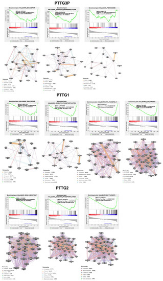 The Oncogenic Roles of PTTG1 and PTTG2 Genes and Pseudogene PTTG3P in Head and Neck Squamous ...
