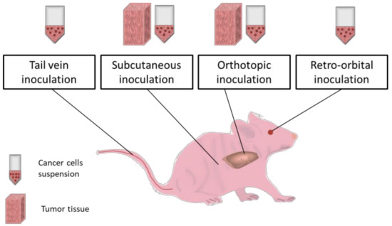 Spontaneous and Induced Animal Models for Cancer Research