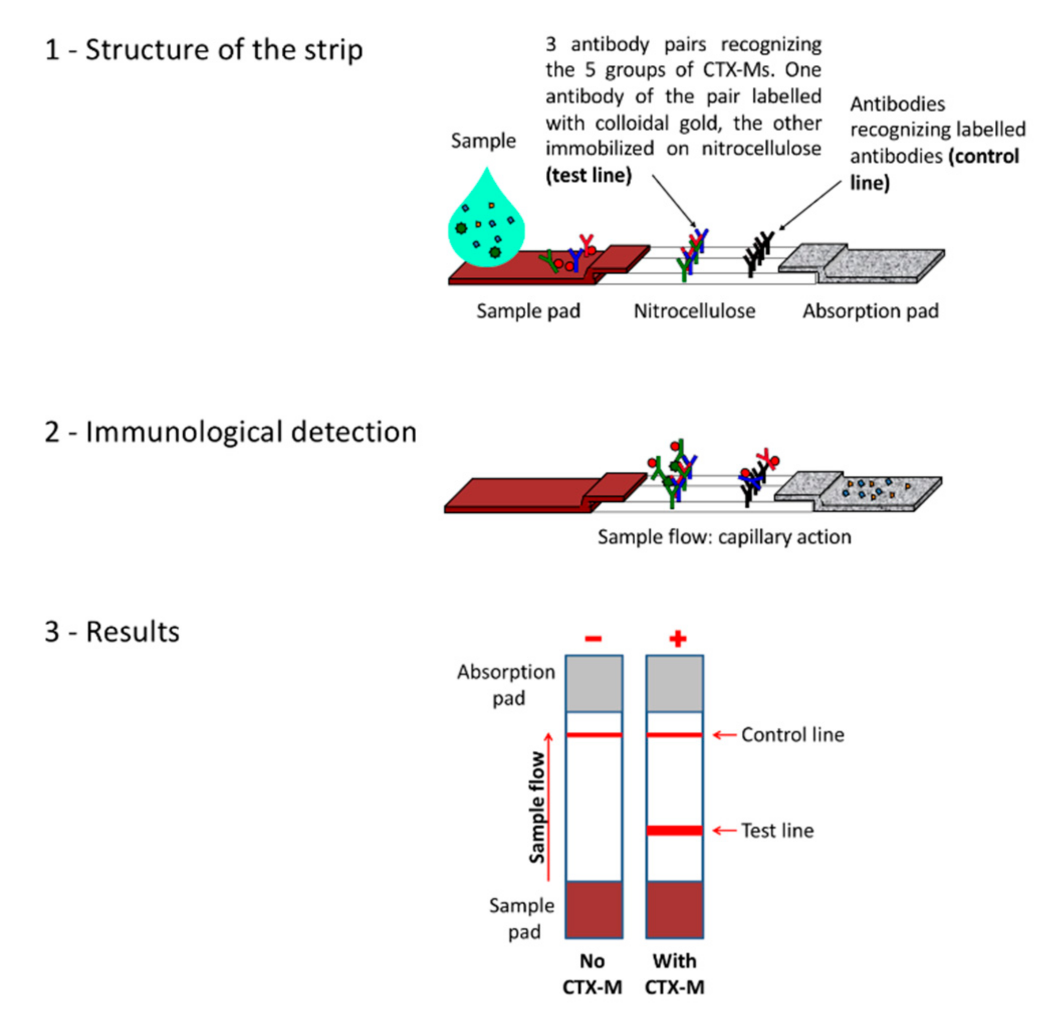 A Lateral Flow Immunoassay for the Rapid Identification of CTX-M ...