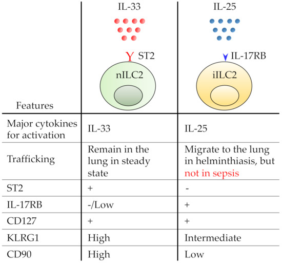 The Role of Innate Lymphoid Cells in the Regulation of Immune ...