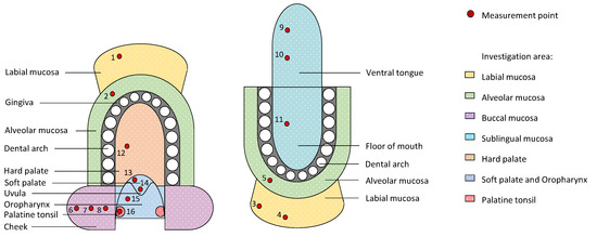 Labial Mucosa Anatomy