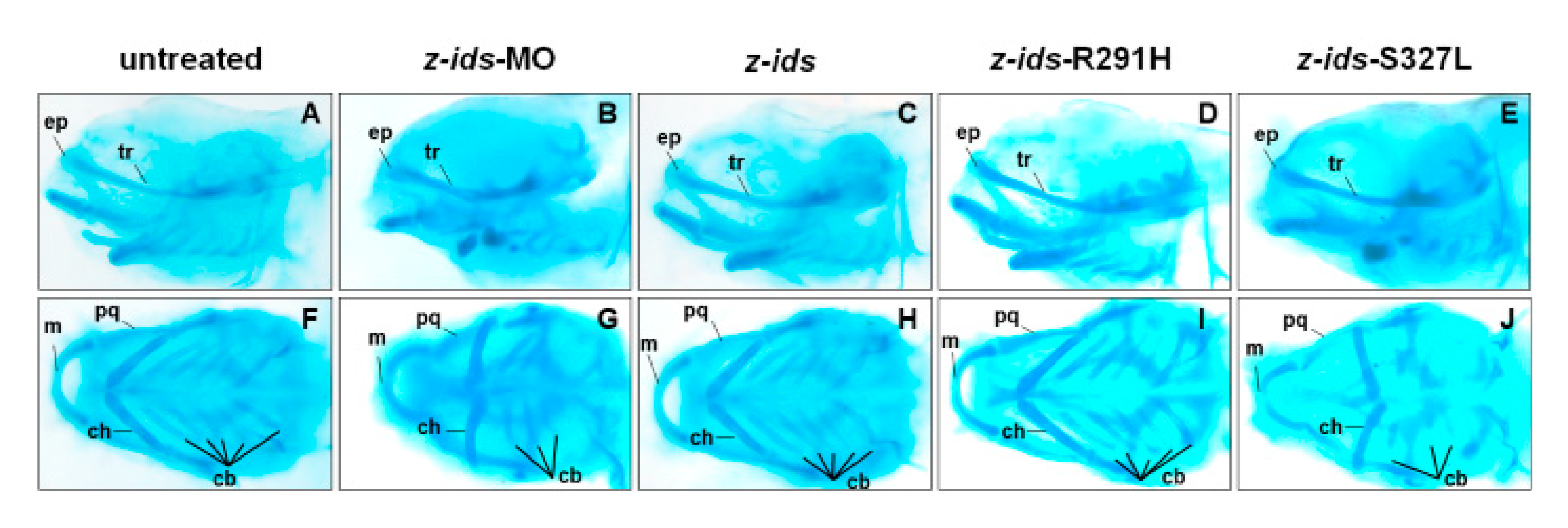 Effect of Mutated ids Overexpression on IDS Enzyme Activity and ...