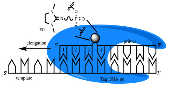 Allele-Specific PCR for KRAS Mutation Detection Using Phosphoryl ...