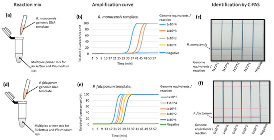 Development of a Multiplex Loop-Mediated Isothermal Amplification (LAMP) Method for Simultaneous ...
