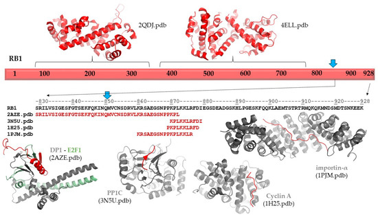 Novel RB1 and MET Gene Mutations in a Case with Bilateral ...