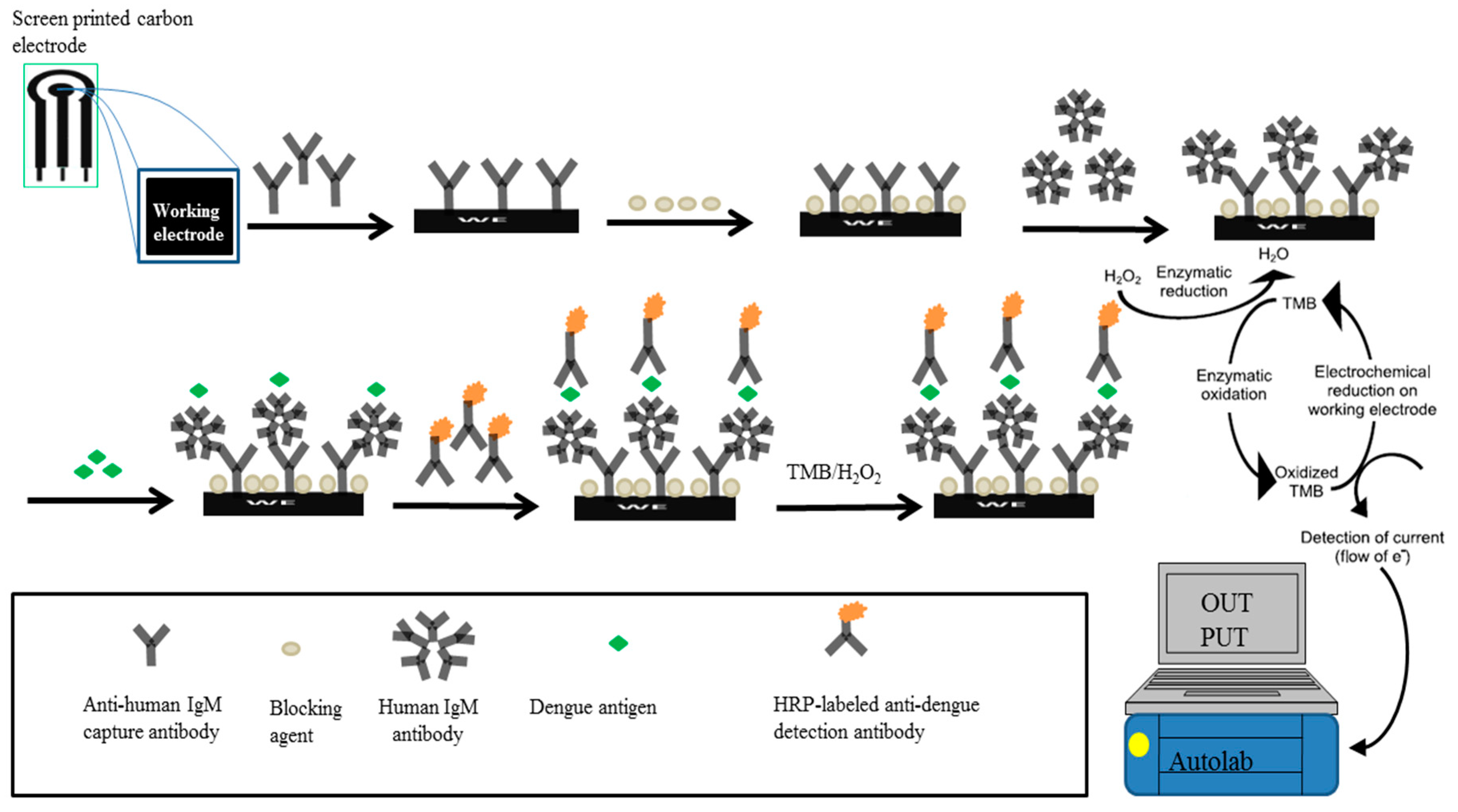 Development and Evaluation of an Electrochemical Biosensor for ...