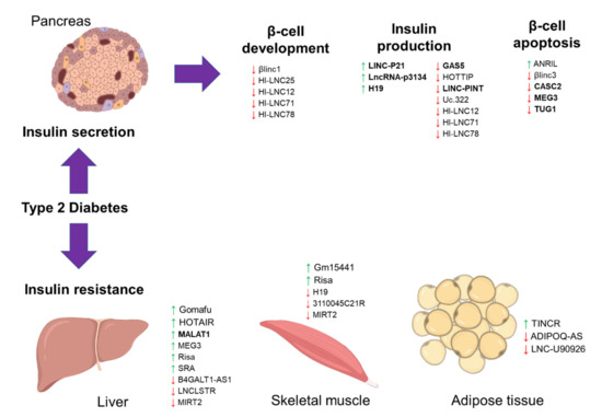 Long Non-Coding RNAs (lncRNAs) in Cardiovascular Disease Complication ...