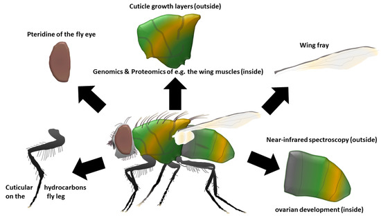 Time Flies—Age Grading of Adult Flies for the Estimation of the Post ...