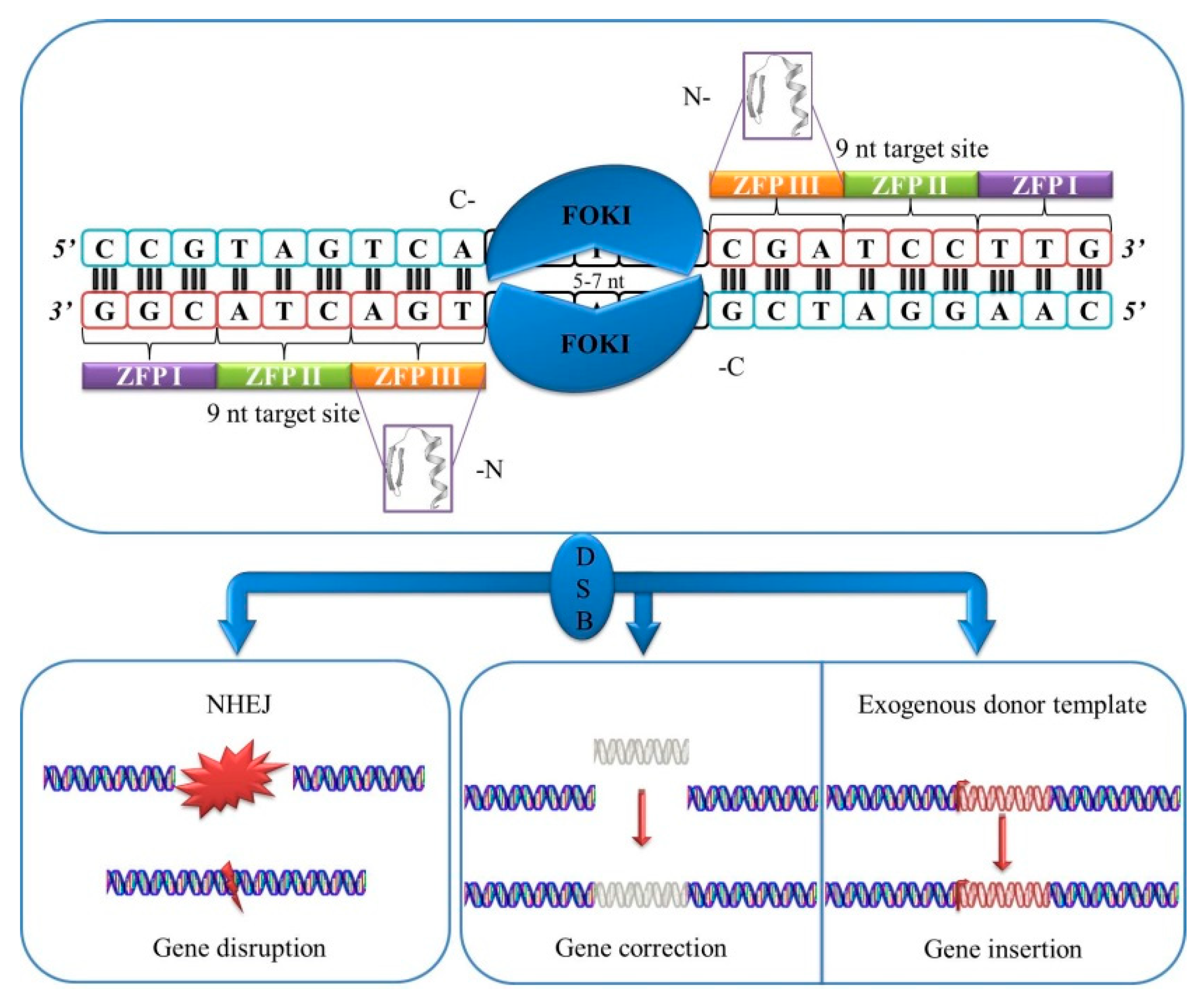 Mini-Review Regarding the Applicability of Genome Editing Techniques ...