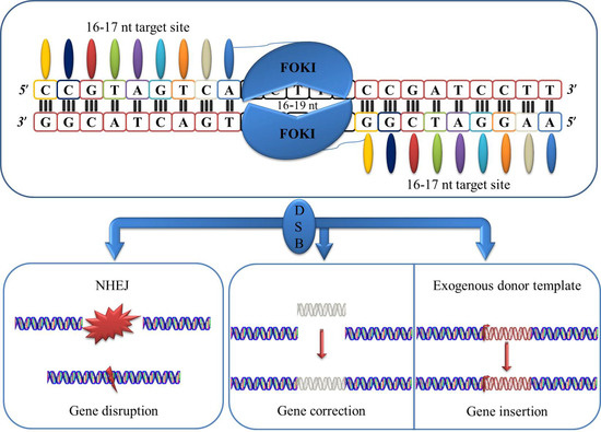 Mini-Review Regarding the Applicability of Genome Editing Techniques ...