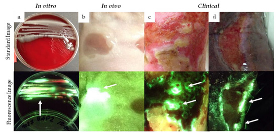 Rapid Diagnosis of Pseudomonas aeruginosa in Wounds with Point-Of-Care ...