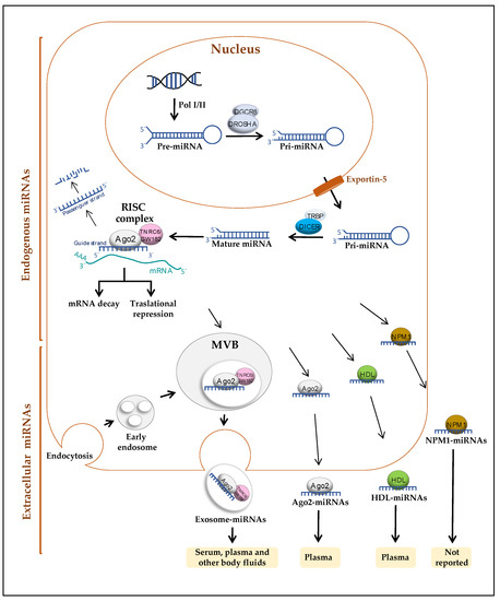Circulating MicroRNAs in Blood and Other Body Fluids as Biomarkers for Diagnosis, Prognosis, and ...
