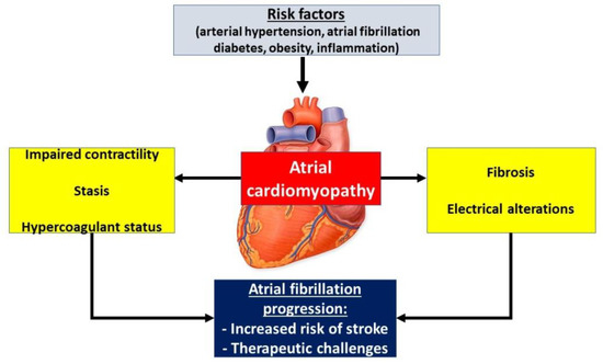 Latest Insights into Mechanisms behind Atrial Cardiomyopathy: It Is Not ...
