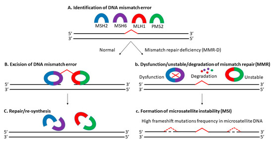 Microsatellite Instability in Colorectal Cancer Liquid Biopsy—Current ...