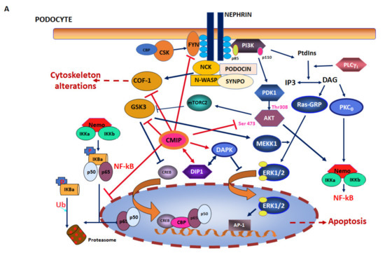 The Enigmatic Emerging Role of the C-Maf Inducing Protein in Cancer