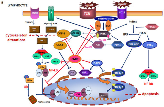 The Enigmatic Emerging Role of the C-Maf Inducing Protein in Cancer
