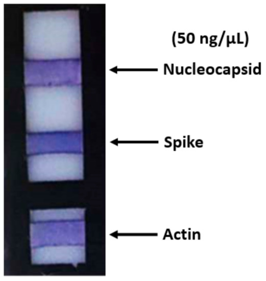 Detection of SARS-COV-2 Proteins Using an ELISA Test