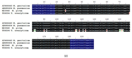 Diagnostics | Free Full-Text | Development of New PCR Assay with SYBR ...