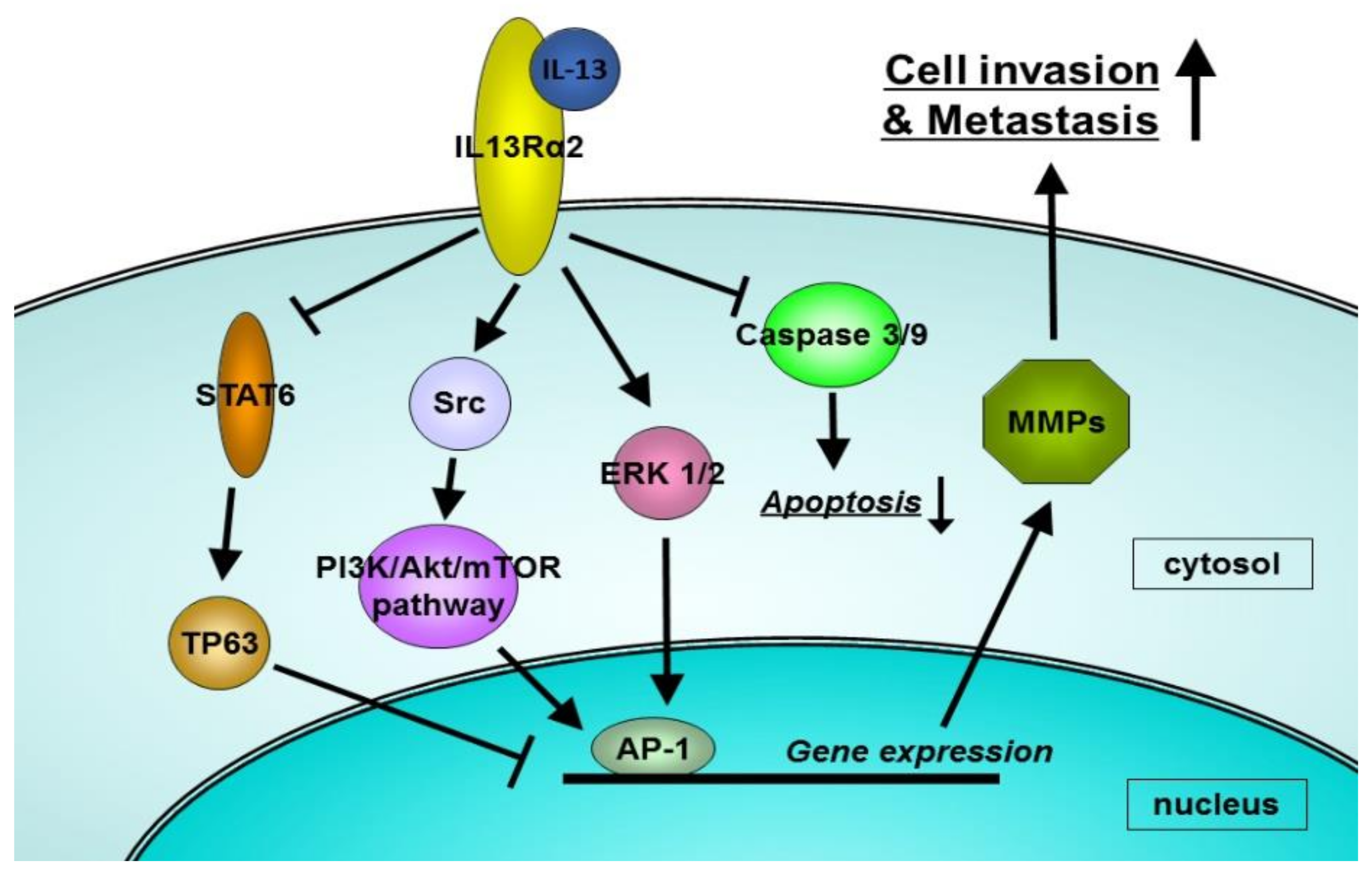 IL-13Rα2 Is a Biomarker of Diagnosis and Therapeutic Response in Human ...