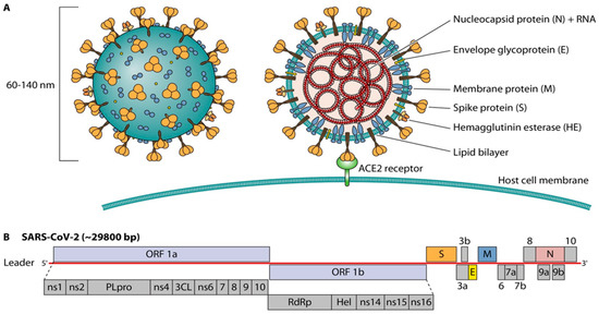 Diagnostics | Free Full-Text | Laboratory Diagnosis of SARS-CoV-2 Pneumonia